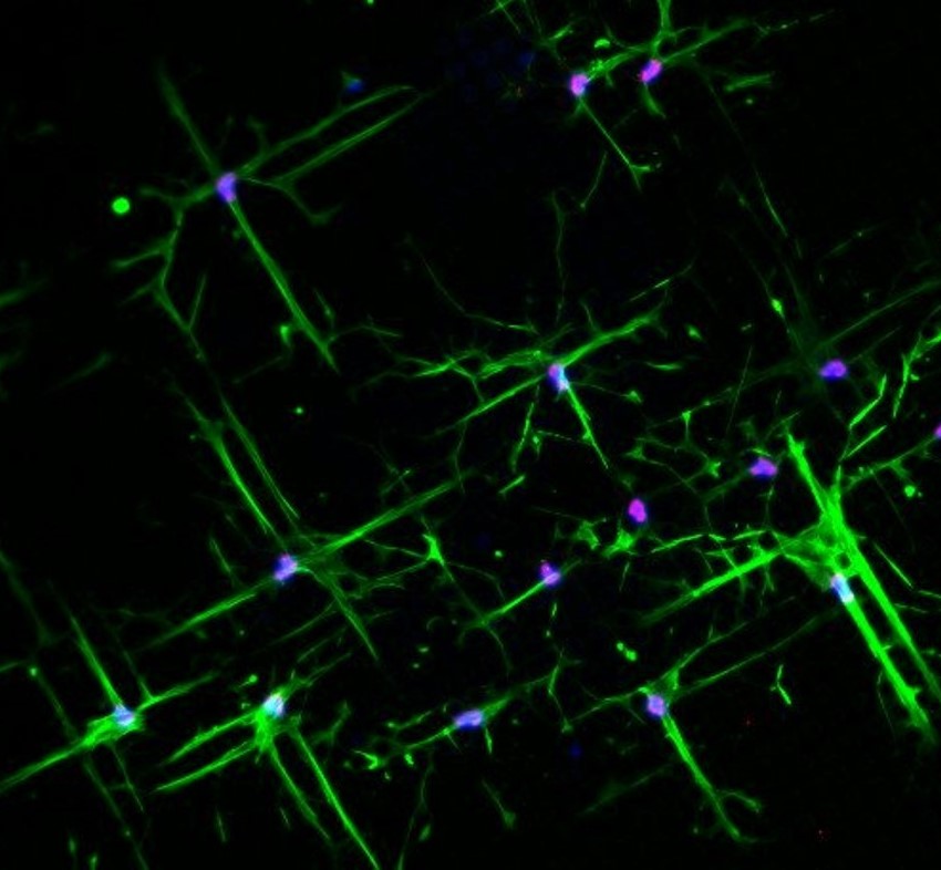 Frithlab – mechanobiology and tissue engineering