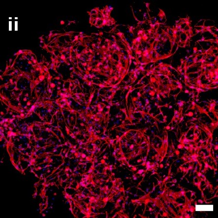 Our Research – Frithlab